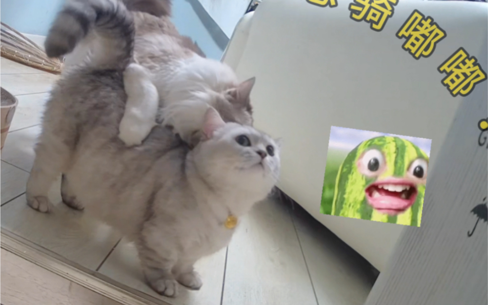 你们两个！是公猫啊！！！ 迷你猫张嘟嘟 迷你猫张嘟嘟 哔哩哔哩视频