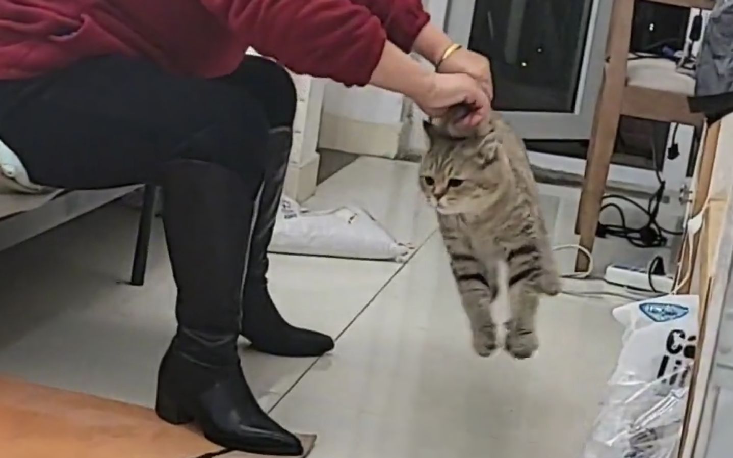 猫:我求你去找个班上! 甜不过喵 甜不过喵 哔哩哔哩视频