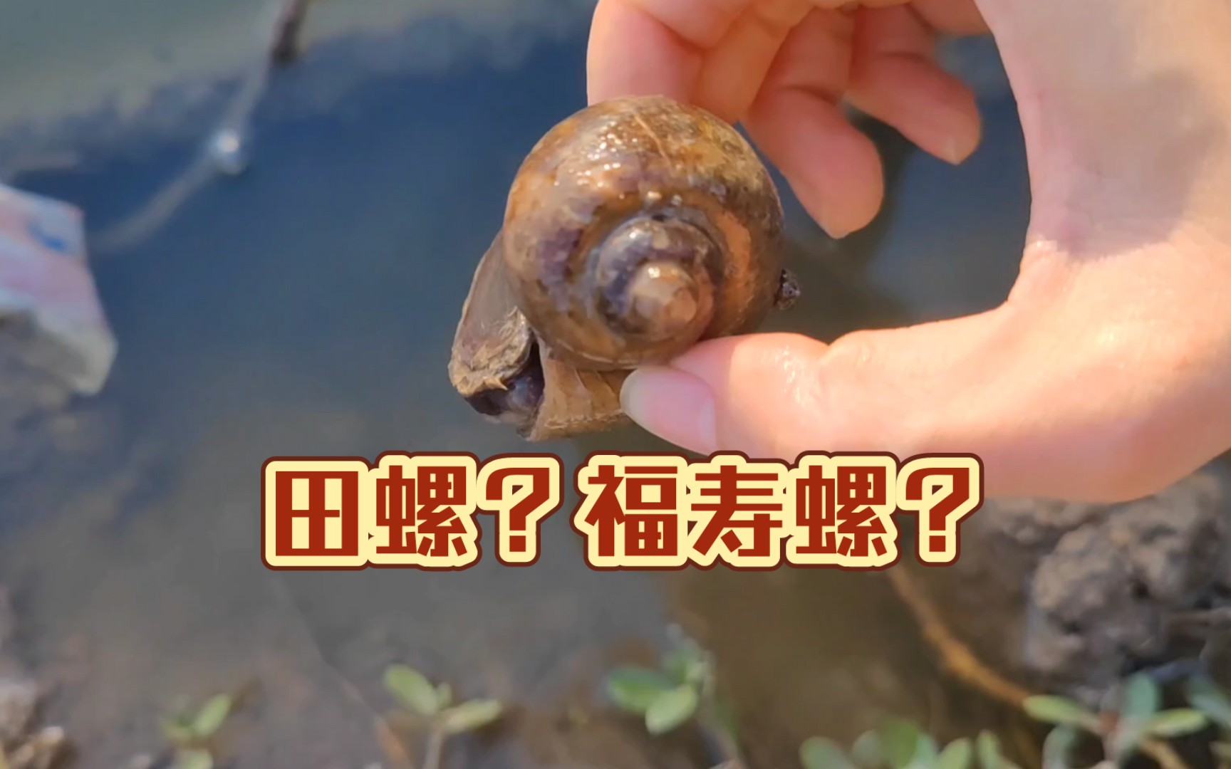福寿螺美食”又上新闻了，如何无脑分辨田螺和福寿螺？ 鄙人汪谋 鄙人汪谋 哔哩哔哩视频