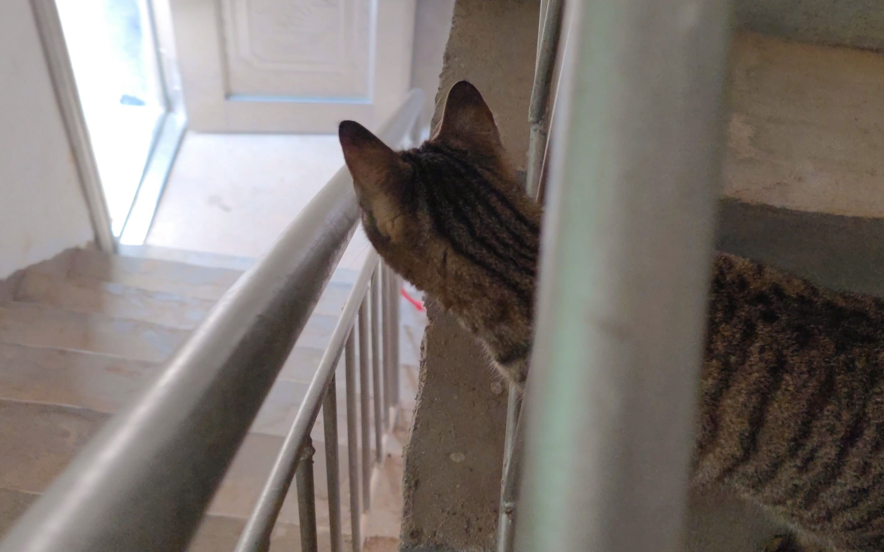 这可能是你见过最谨慎的猫 佚村夫 佚村夫 哔哩哔哩视频