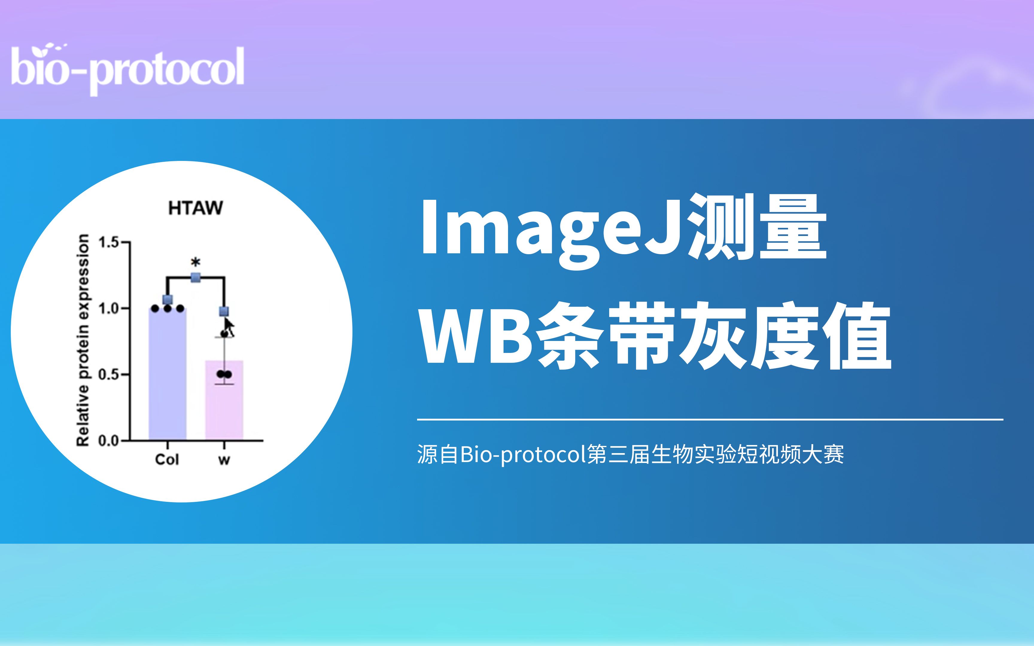 Image J测量western blot(WB)条带灰度值-半定量分析