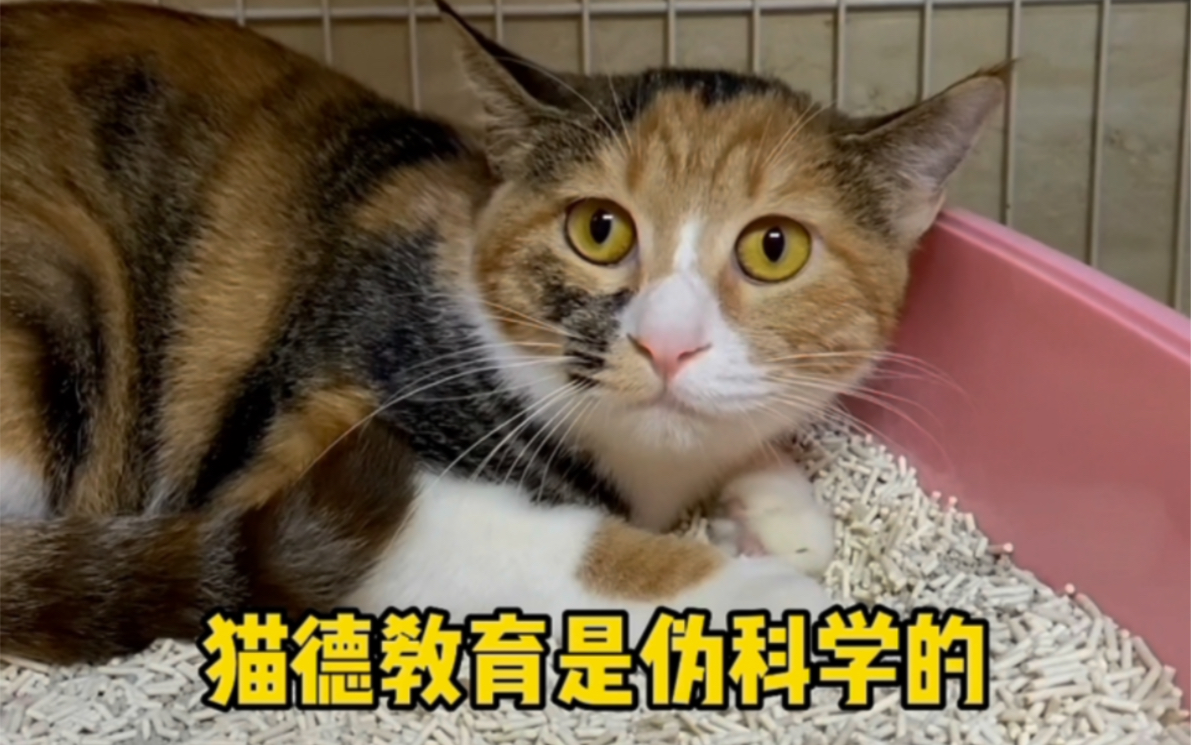 猫德学院校训装模作样5分钟,荣华富贵15年 本喵叫兔兔 本喵叫兔兔 哔哩哔哩视频