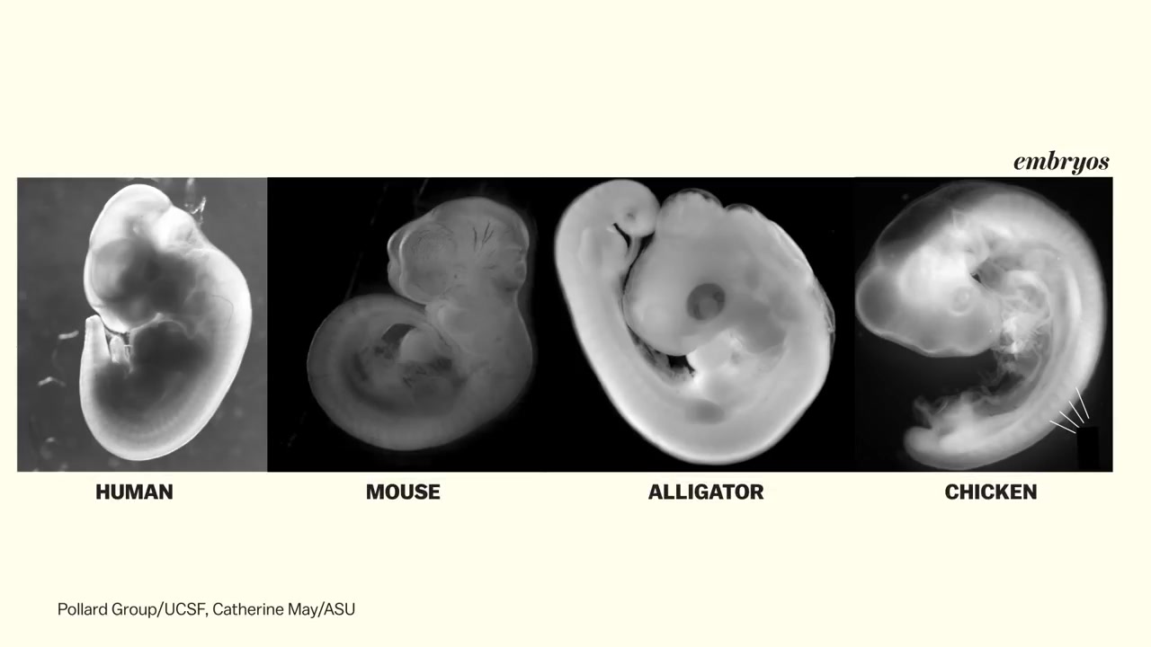 Facts About Human Evolution bilibili facts-about-human-evolution-bilibili