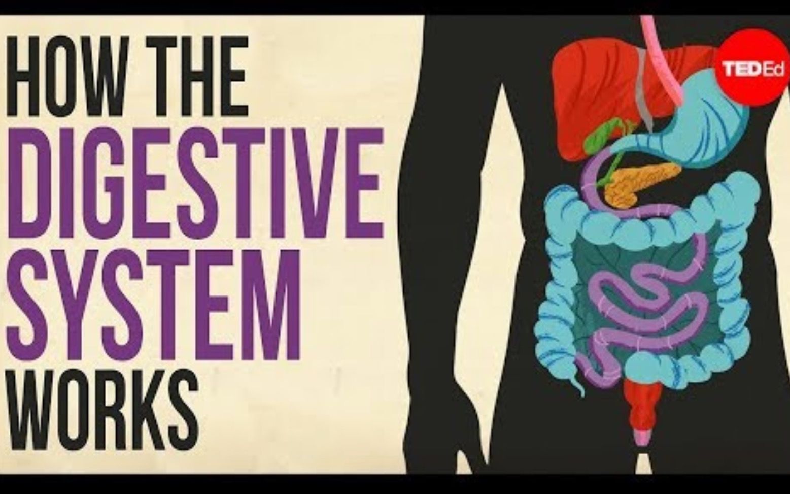 【Ted-ED】消化系统的运作原理 How Your Digestive System Works_哔哩哔哩 (゜-゜)つロ 干杯~-bilibili
