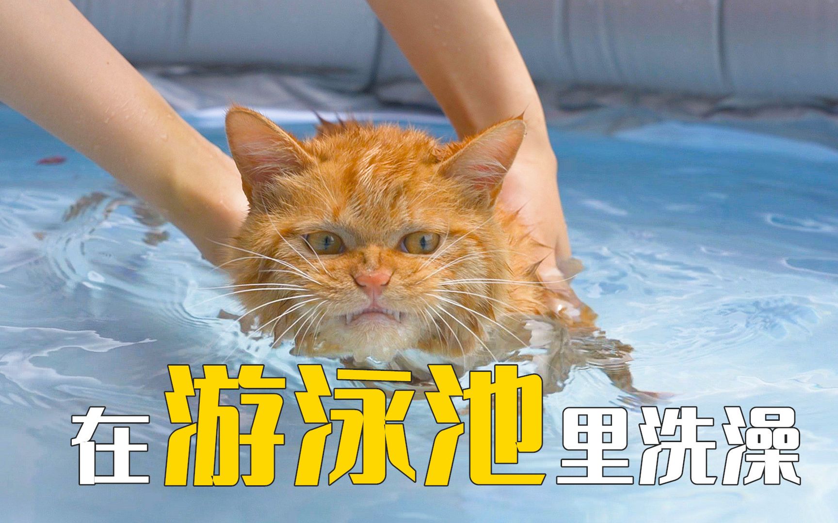 小猫掉臭水沟,在游泳池里洗了个澡! 萌猫宝哥哥 萌猫宝哥哥 哔哩哔哩视频