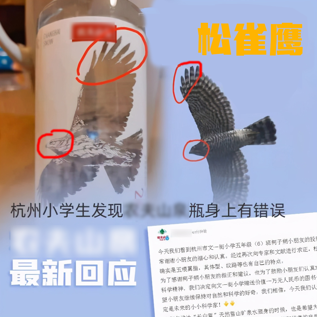 小学生发现矿泉水松雀鹰印错真伪只差一根羽毛松雀鹰是什么鸟 哔哩哔哩
