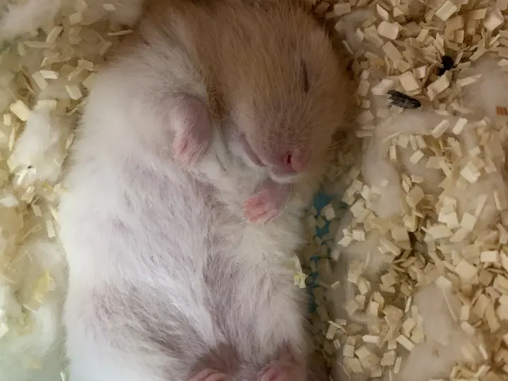 鲤鱼Ace的动态 - 哔哩哔哩