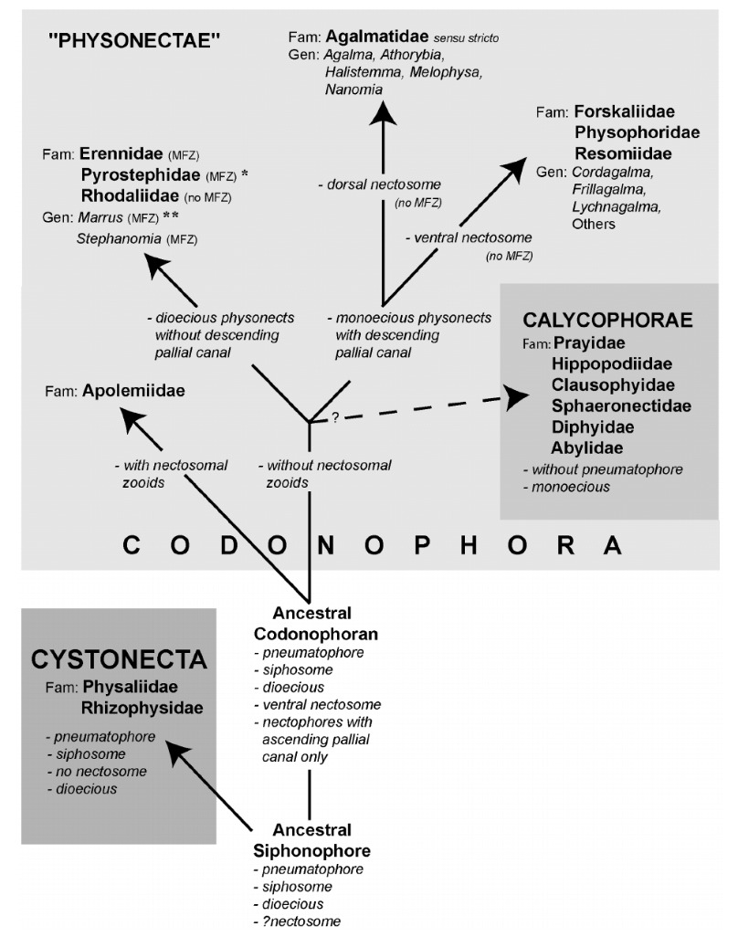 读书笔记：管水母目的系统位置及内部分类 - 哔哩哔哩