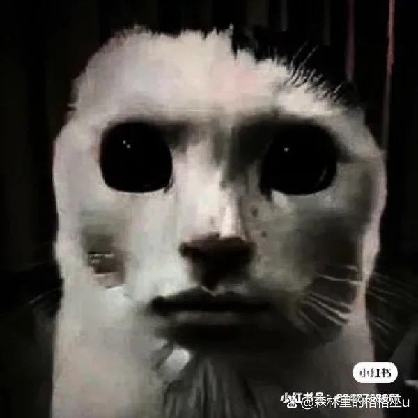 猫咪惊魂图片你都收集全了吗? 哔哩哔哩