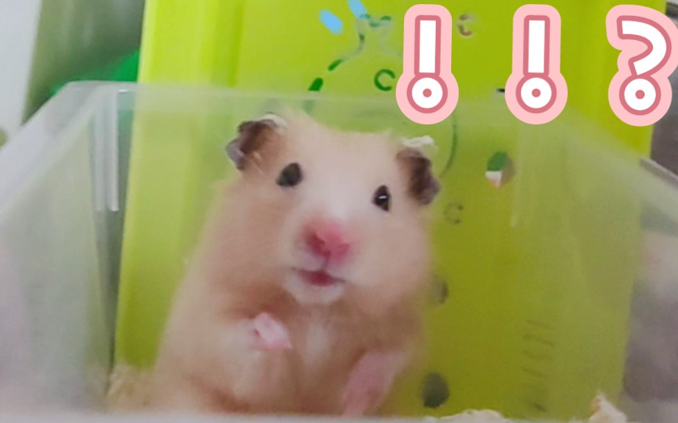 hunh？ - 哔哩哔哩