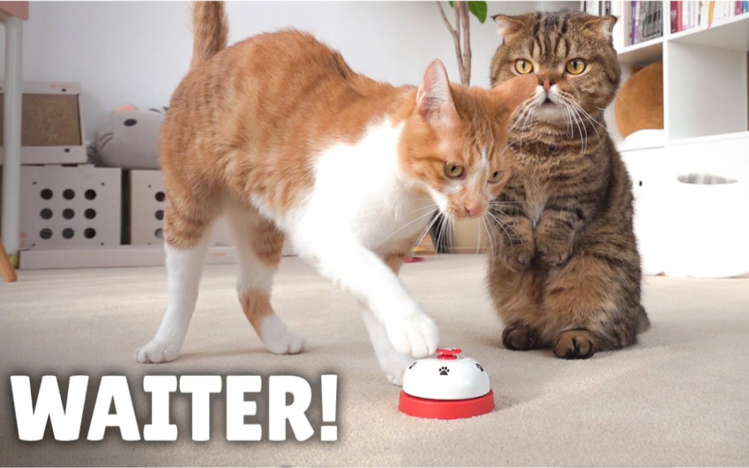 【Kittisaurus】【中字】铃铛一直响个不停_哔哩哔哩_bilibili