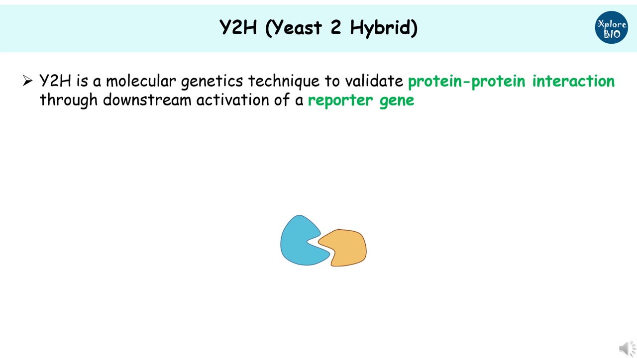 酵母双杂交技术Yeast 2 Hybrid (Y2H) system 细胞生物技术 蛋白质相互作用_哔哩哔哩_bilibili