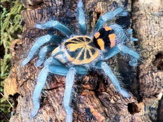 最顶级的捕鸟蛛 Theraphosidae sp. Yasuni（=Theraphosidae sp. Ecuador）-史尔锟尔-史尔锟尔 ...