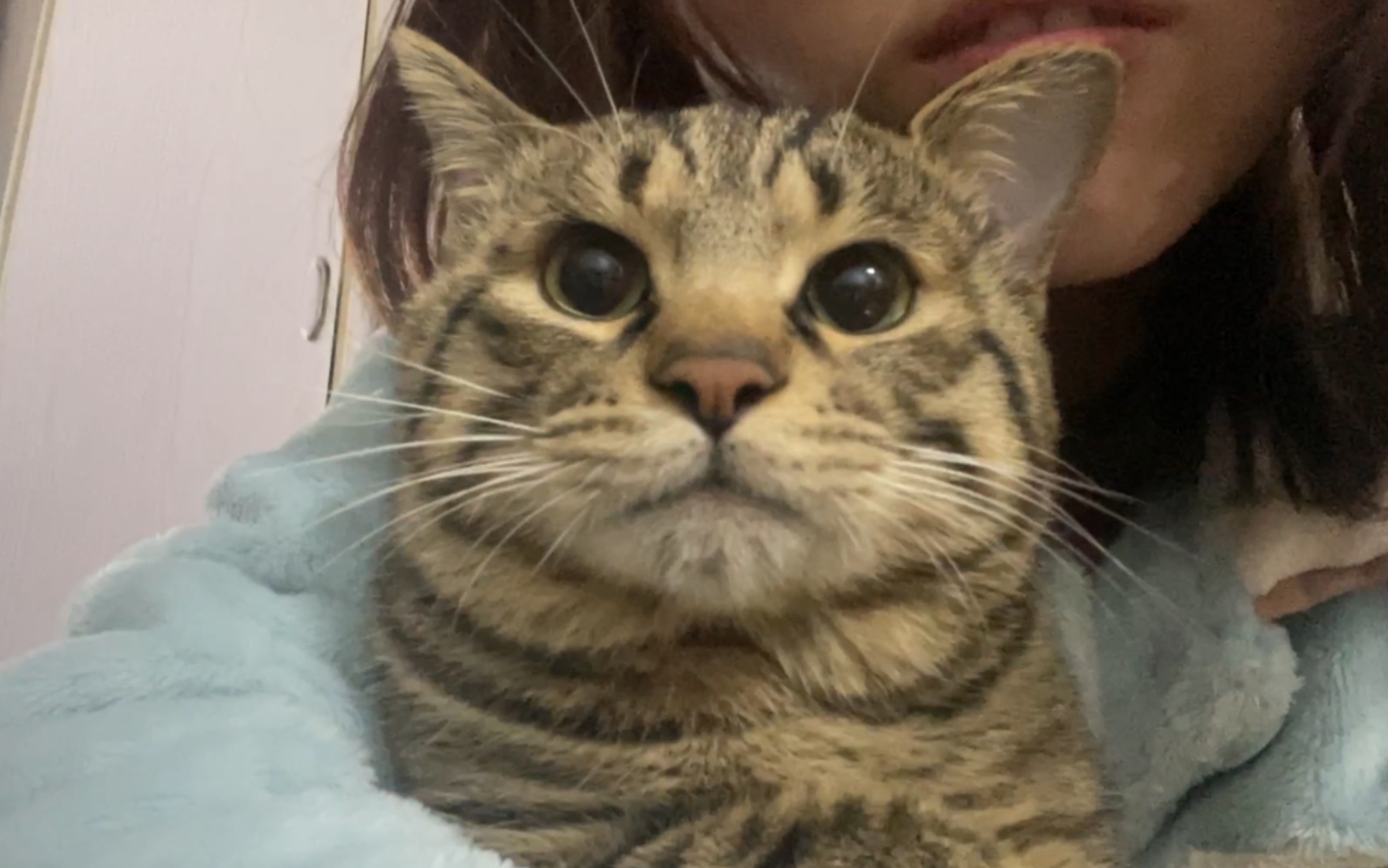 跟屁虫猫猫有多黏人,趁他睡着走开,会气得嗷嗷叫找人 哔哩哔哩