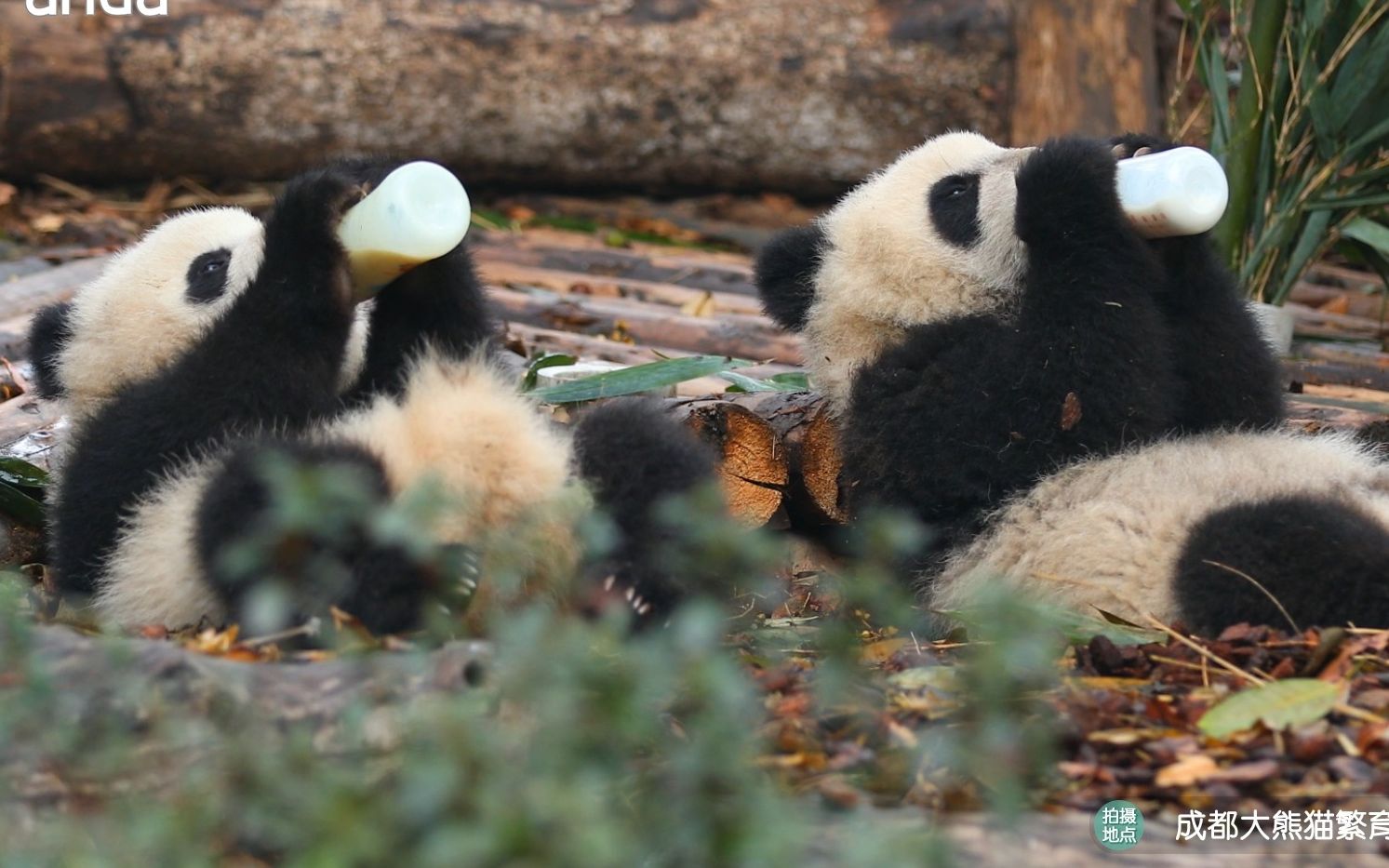 被自己举奶瓶喝瓶瓶奶的熊猫宝宝乖惨了！-iPanda熊猫频道-iPanda熊猫频道-哔哩哔哩视频