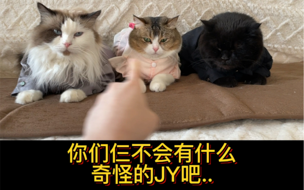 我家的猫好像在玩一种很新的关系-Caesar-Cat-Caesar-Cat-哔哩哔哩视频