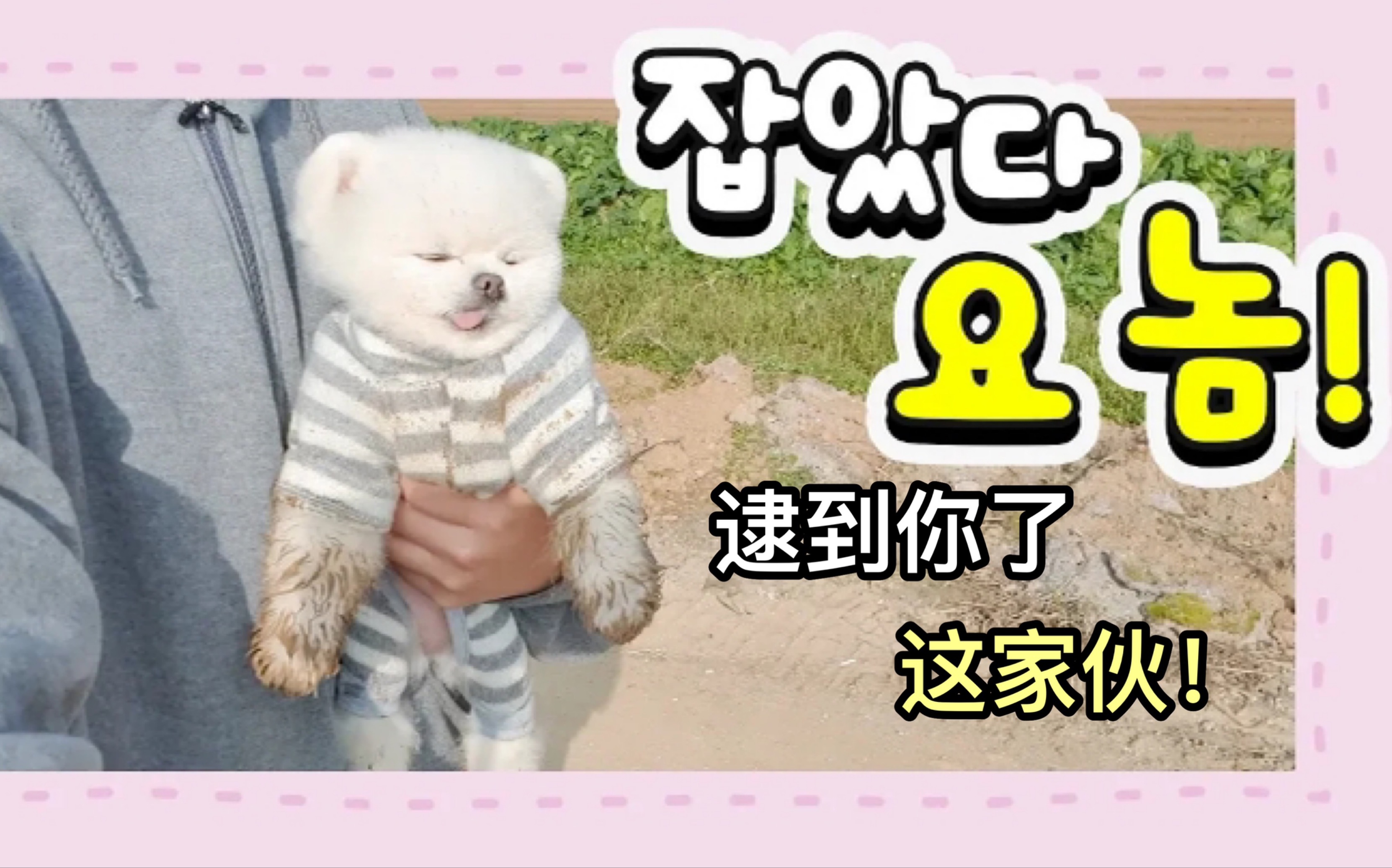 【中字】RuPong一家｜原地逮捕了一只淘气狗狗｜狗狗的治愈乡下之旅_哔哩哔哩_bilibili