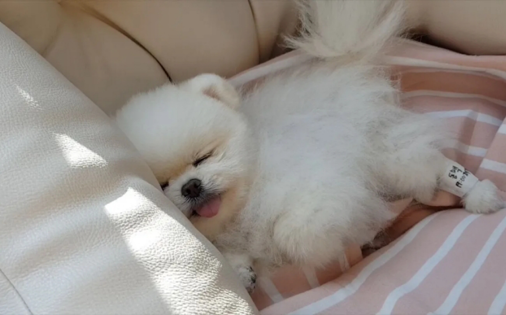 【中字】RuPong一家｜催泪预警！狗狗癫痫发作，僵硬的症状出乎意料地常见。/养小狗一定要看！ 发作时注意事项，对应方法，MRI过程MRI费用 ...