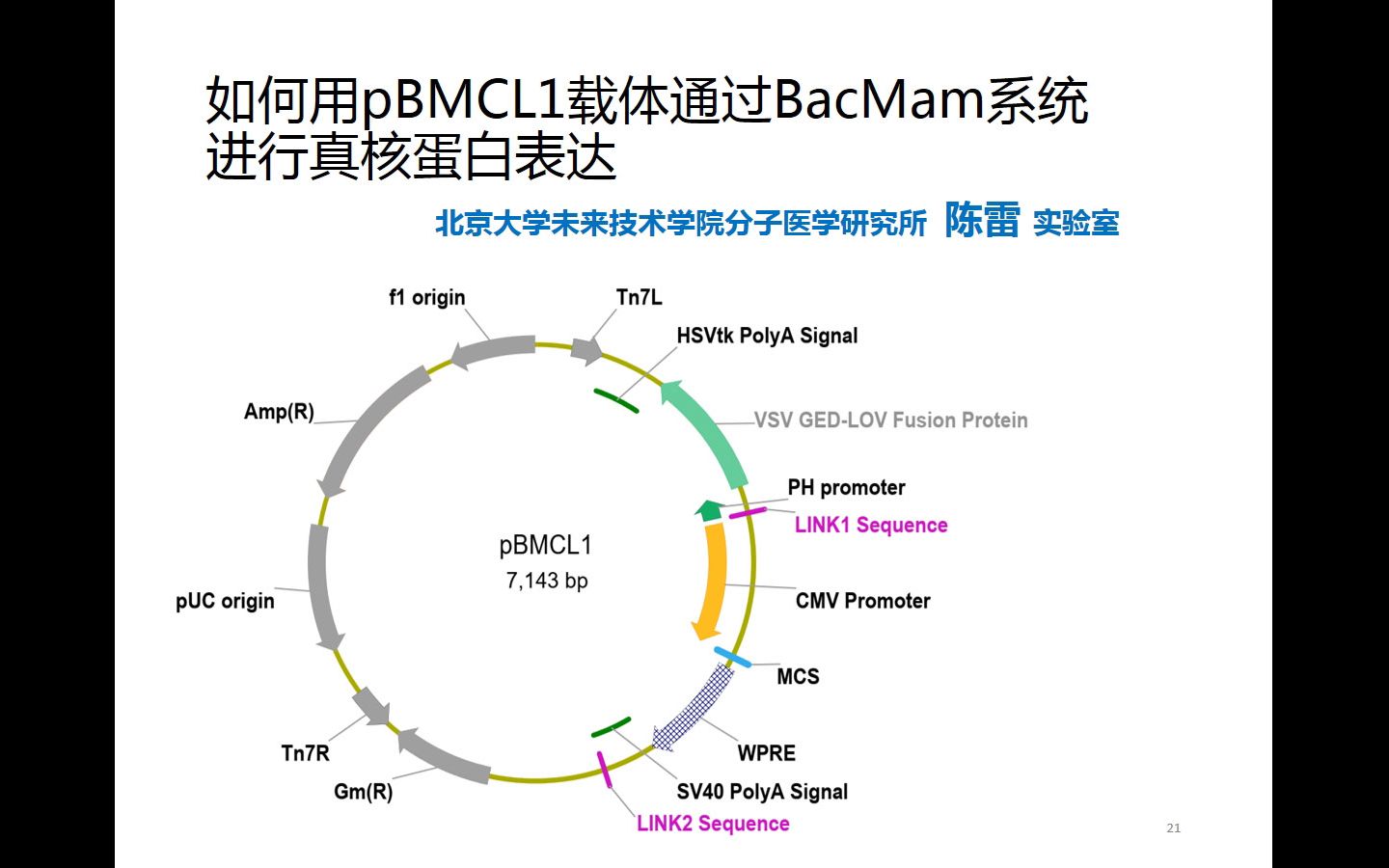如何使用pBMCL1载体通过BacMam系统进行真核蛋白表达_哔哩哔哩_bilibili