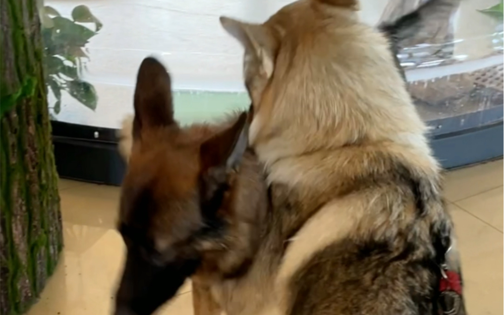 我还是头一次看到狗劝架..-Caesar-Cat-Caesar-Cat-哔哩哔哩视频