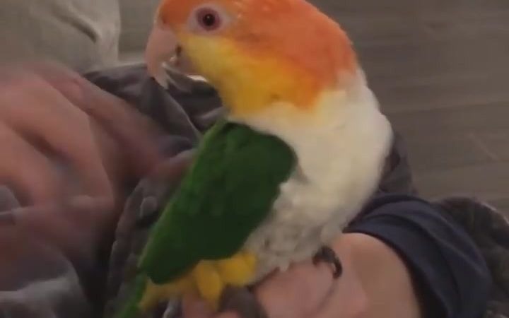 【鹦鹉】Wewewewewe_哔哩哔哩_bilibili