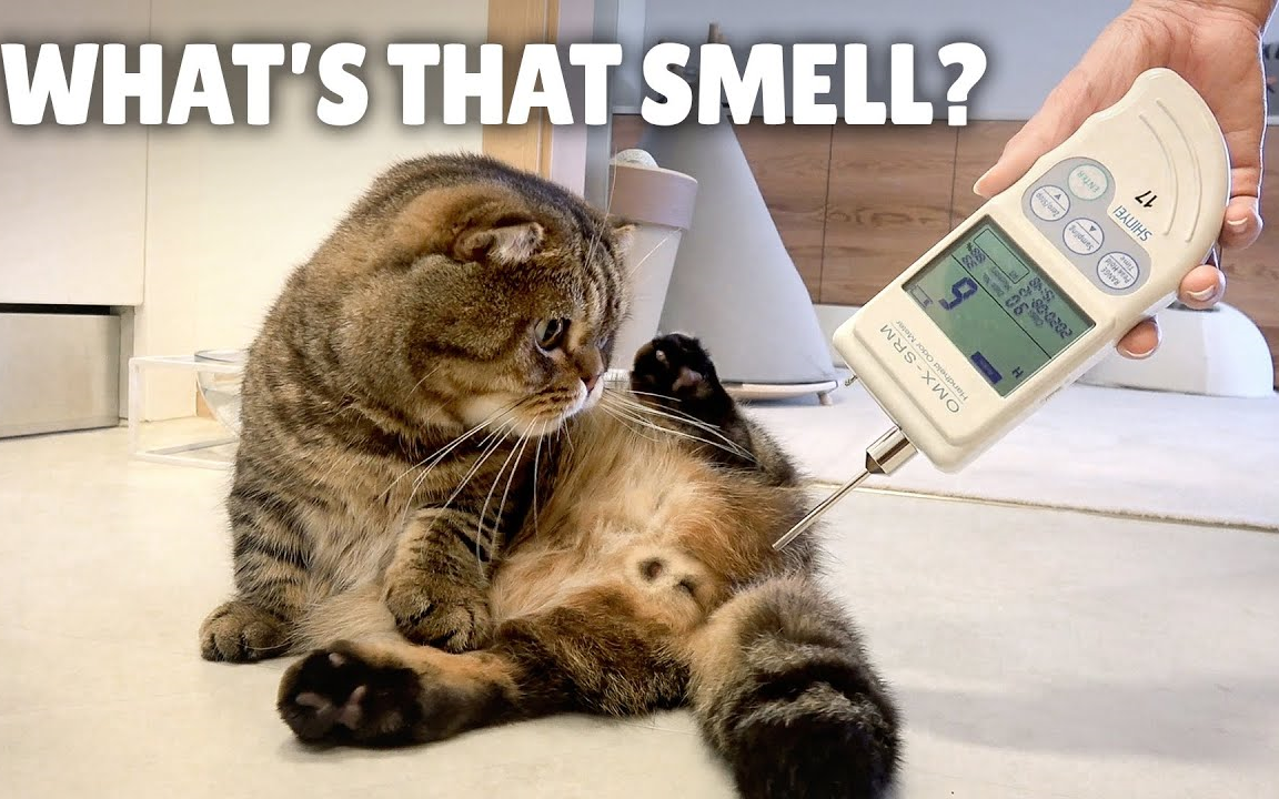 【Kittisaurus】【中字】LuLu到底有多臭？_哔哩哔哩_bilibili