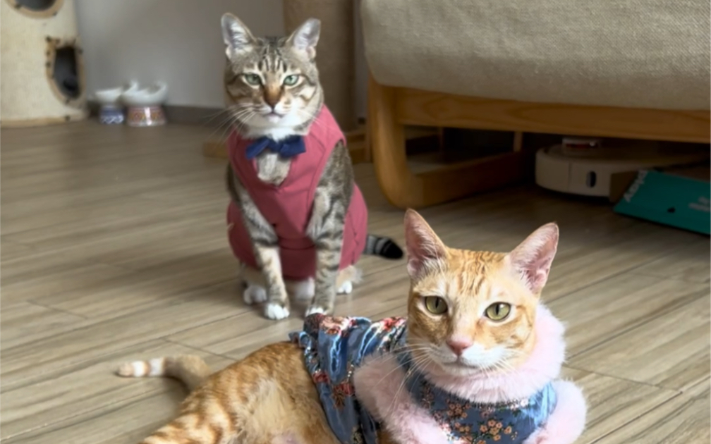 你们觉得哪套更好看了-好多喵meow-好多喵meow-哔哩哔哩视频