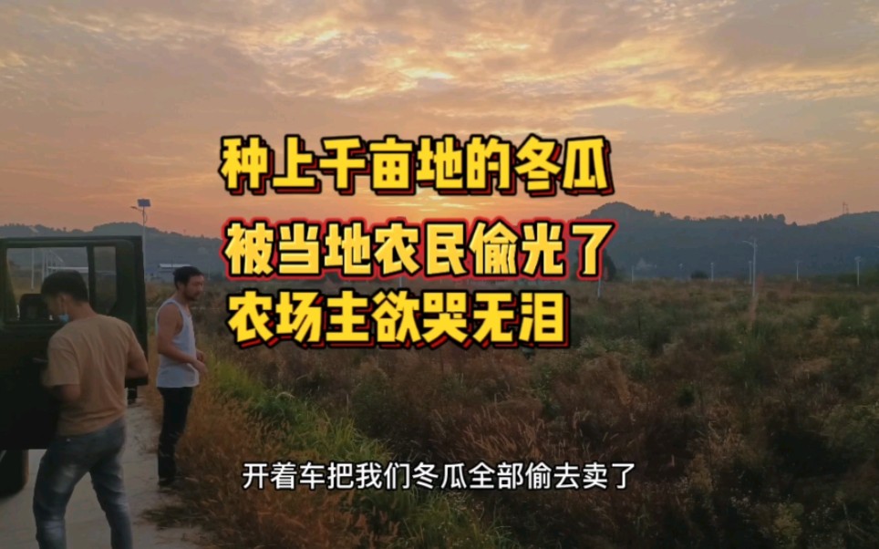 种植千亩冬瓜，被当地农民一夜偷光。农场主欲哭无泪， 哔哩哔哩