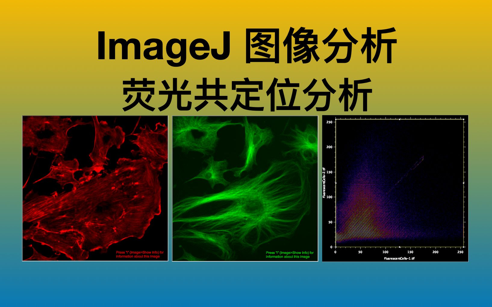 【ImageJ 图像处理】4. 通道拆分、合并与图像导出