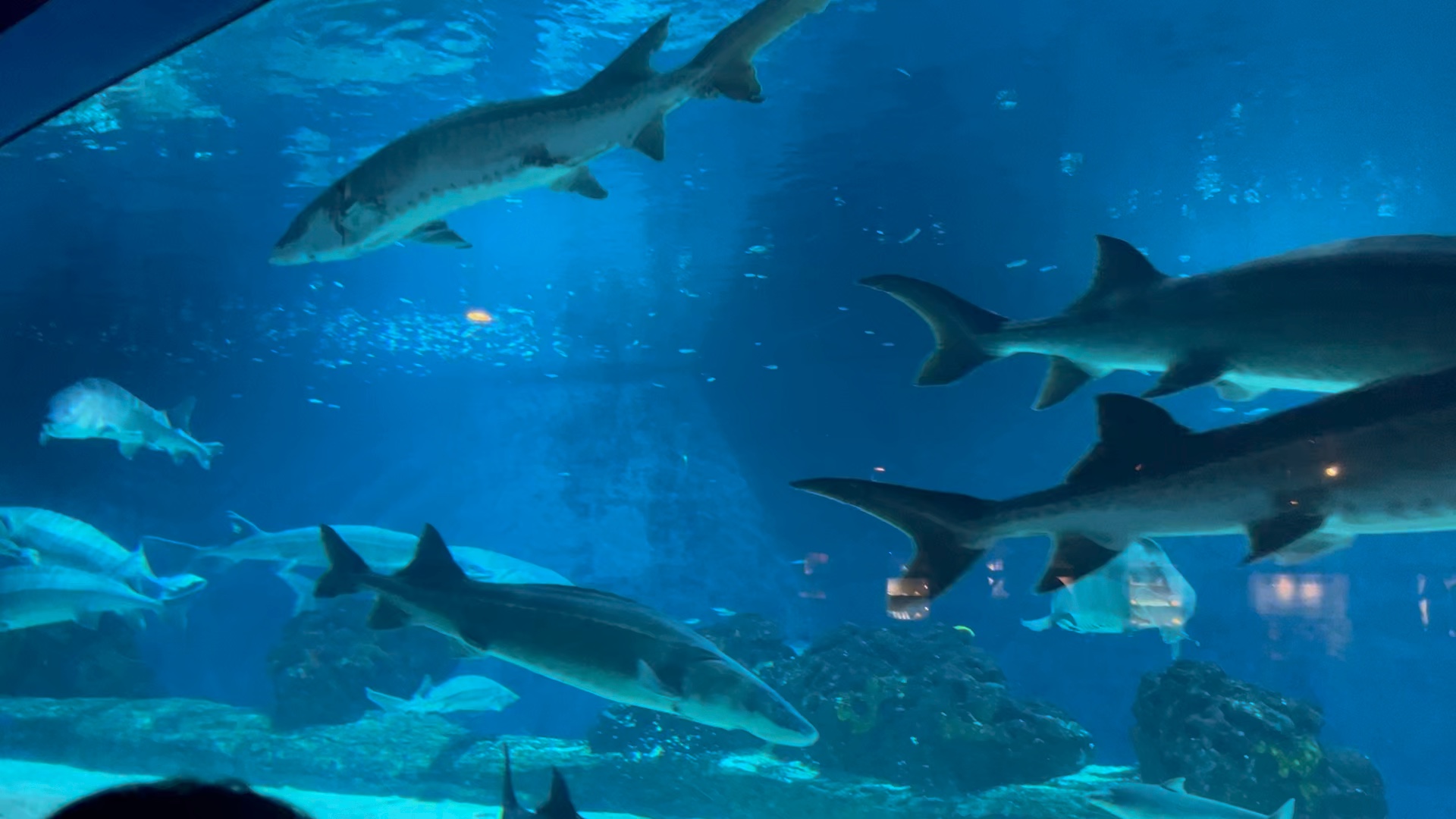 yu鱼_哔哩哔哩_bilibili