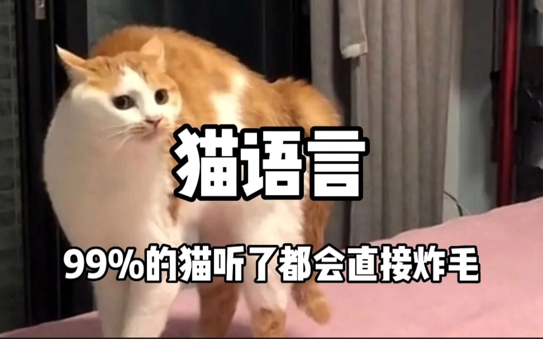 99的猫听了都会炸毛的声音 快看看你家猫有没有反应 哔哩哔哩