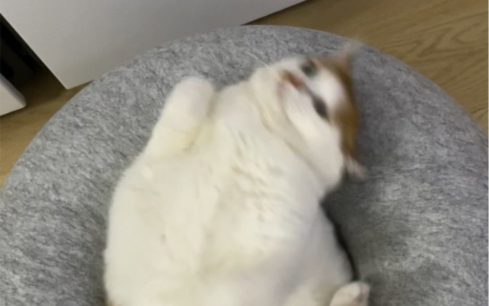 我家猫这是什么迷惑行为 哔哩哔哩