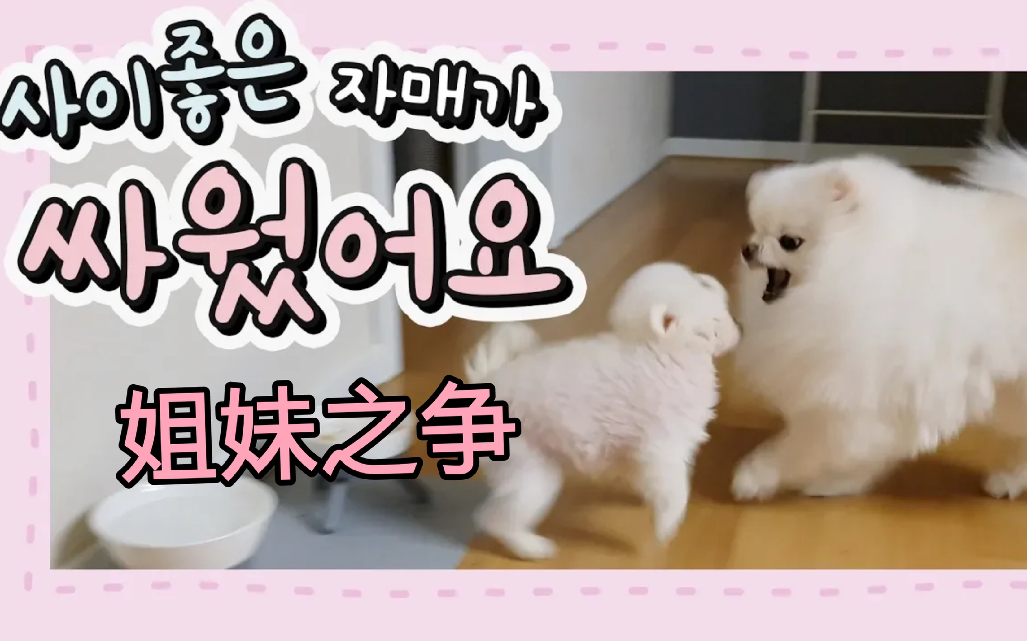 【中字】RuPong一家｜突然爆发的博美犬姐妹之争｜狗狗们是怎样和解的？_哔哩哔哩_bilibili