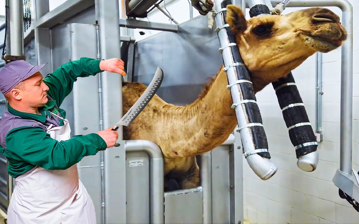 【Noal Farm】骆驼养殖，骆驼肉和骆驼奶是如何生产的呢🐪？骆驼养殖技术🐫！Modern Camel Meat Processing ...