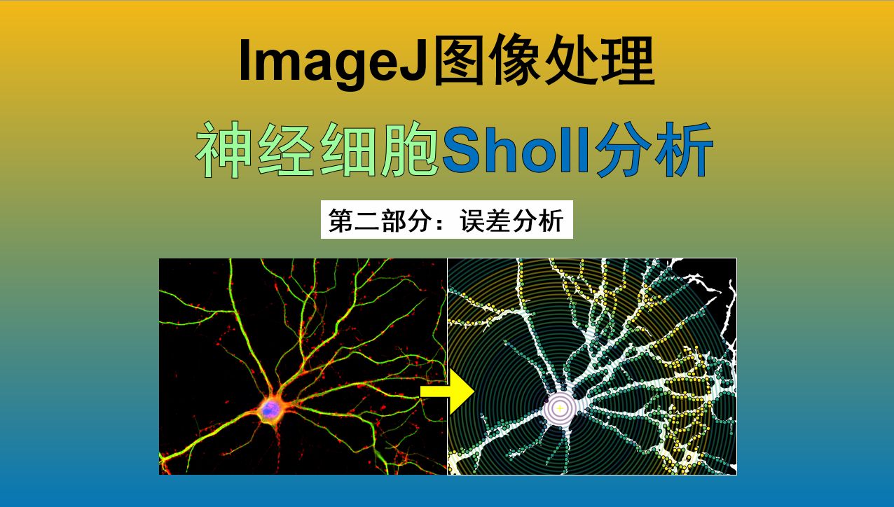『超实用』ImageJ图像处理 - 神经细胞sholl分析：误差分析-思语视觉-思语视觉-哔哩哔哩视频