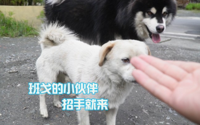 从冬天走到夏天的路上，遇到招手就来的小家伙，班戈结识到新朋友 哔哩哔哩