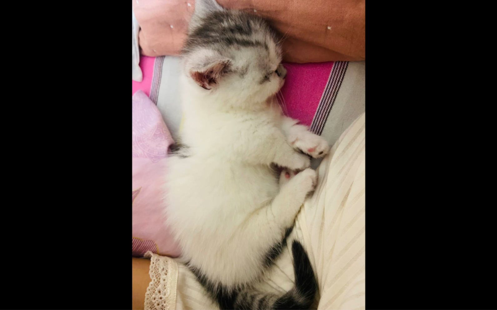 咬人小猫一秒睡着 哔哩哔哩 