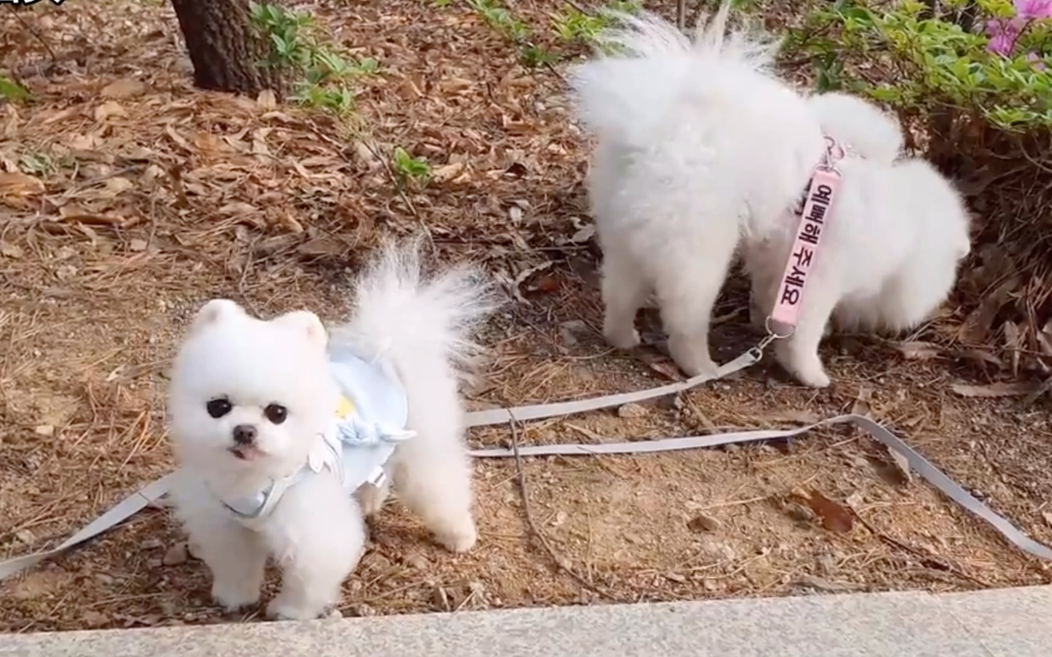 【中字】 Rupong一家｜走街串巷的小鸡仔班同学｜博美犬姐妹的散步治愈日常_哔哩哔哩 (゜-゜)つロ 干杯~-bilibili