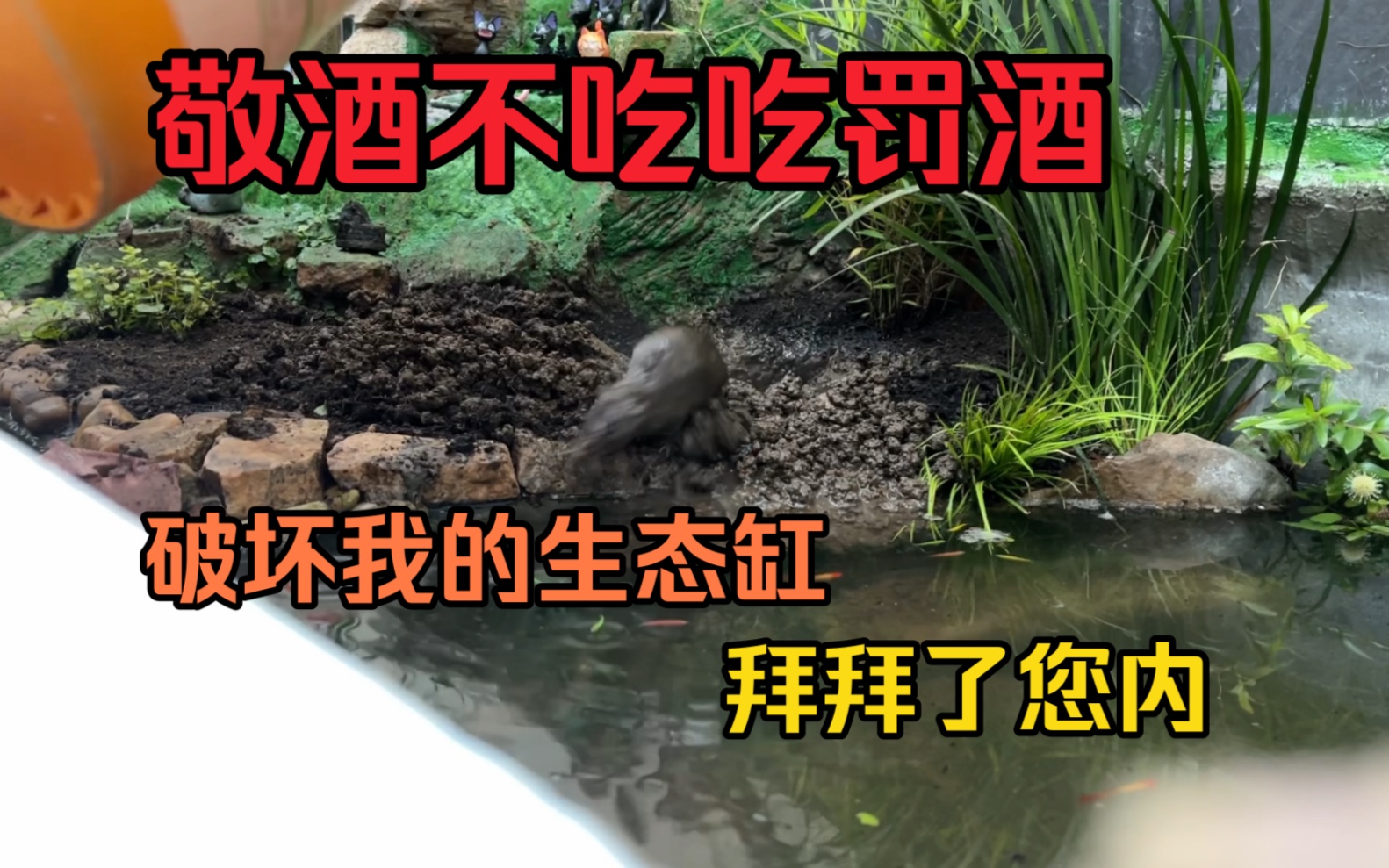 敬酒不吃吃罚酒，破坏我的生态缸，还不出来 - 哔哩哔哩