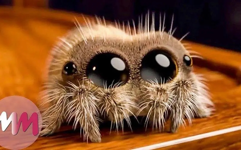 最全36集完整版 小蜘蛛卢卡斯Lucas the Spider 超萌超可爱... - 哔哩哔哩