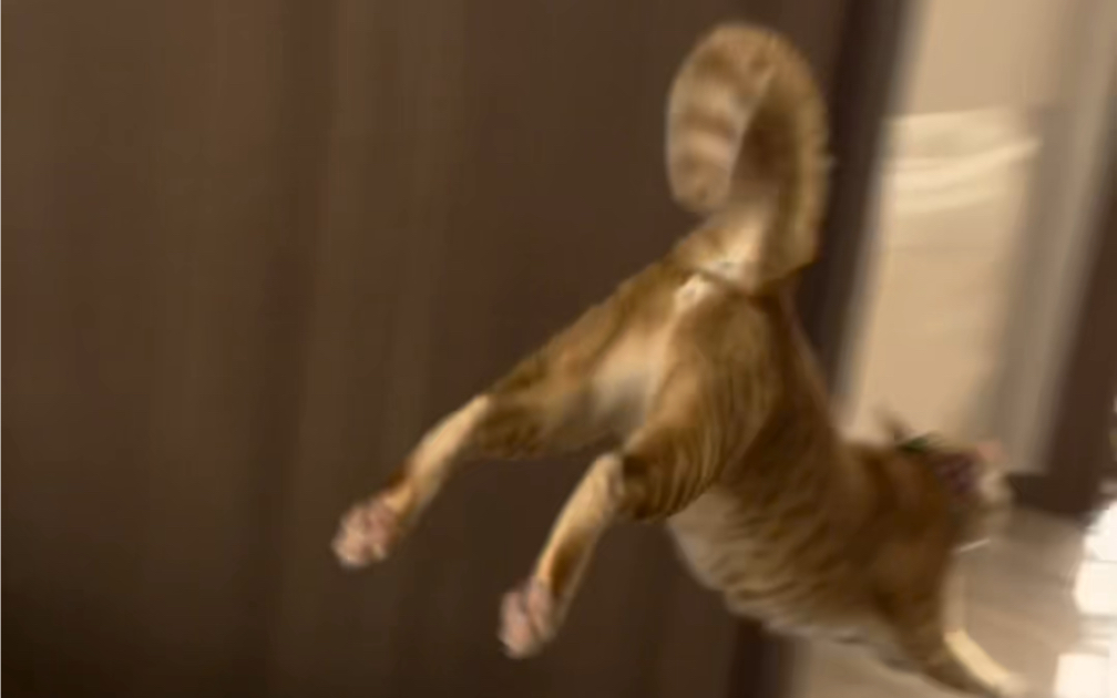 大咪和小咪的日常-好多喵meow-好多喵meow-哔哩哔哩视频