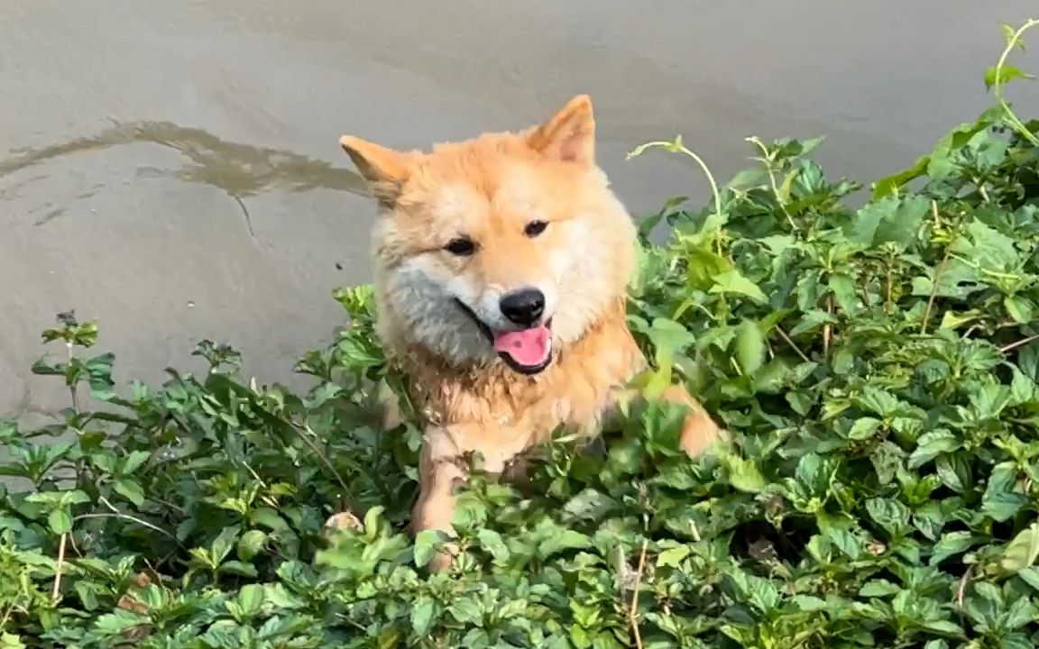 狗子:發現野雞了,快誇我 哔哩哔哩