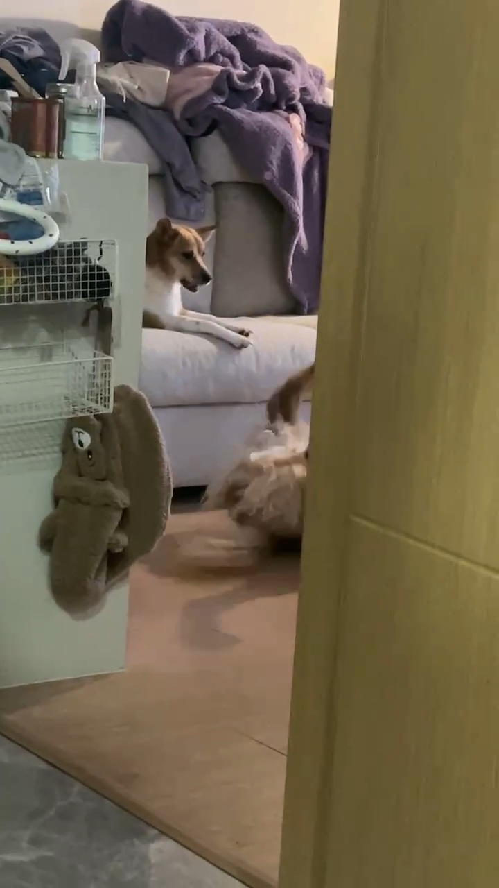 可爱！_哔哩哔哩_bilibili