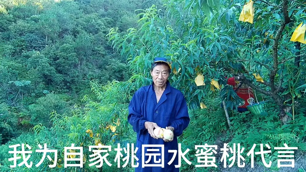 奉化王家桃园水蜜桃开摘了_哔哩哔哩_bilibili