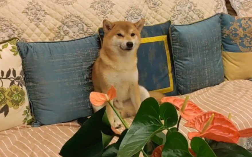 cheem模cheem样（2）_哔哩哔哩_bilibili