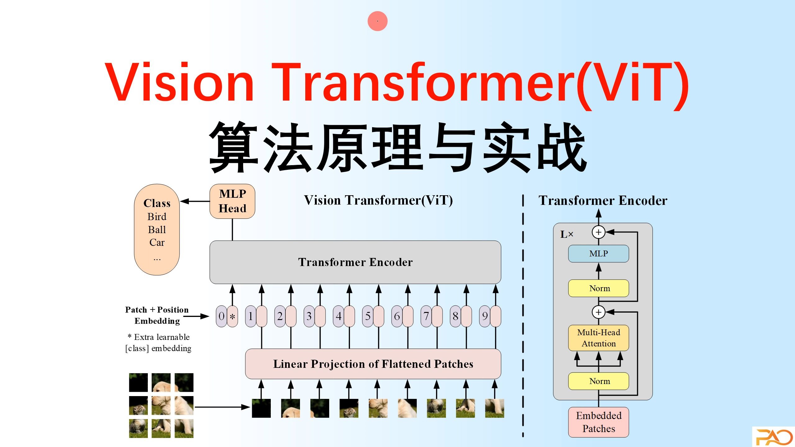Vision Transformer(ViT) 算法原理与实战-炮哥带你学-炮哥带你学-哔哩哔哩视频