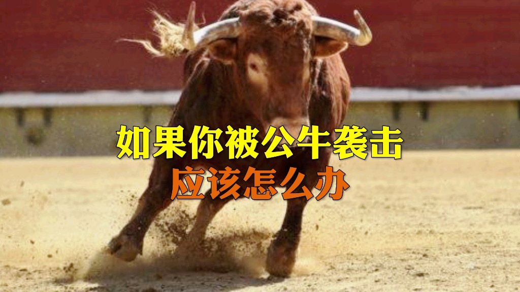 如果你被公牛袭击应该怎么办 哔哩哔哩