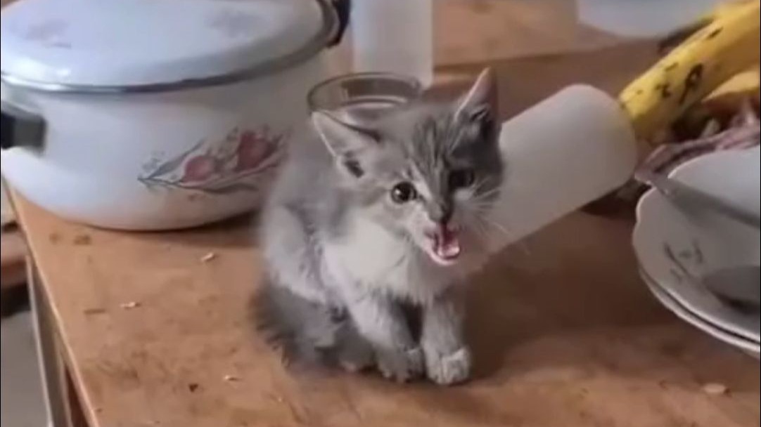 小猫哈气了应该怎么办-iamnabins官方频道-iamnabins官方频道-哔哩哔哩视频