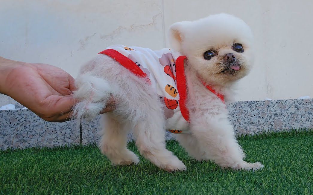 故障小狗在草地上变得不会走路浑身发抖？-RuPong一家-RuPong一家-哔哩哔哩视频