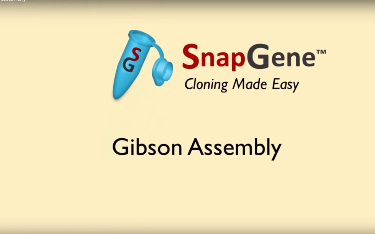Gibson Assembly_哔哩哔哩_bilibili